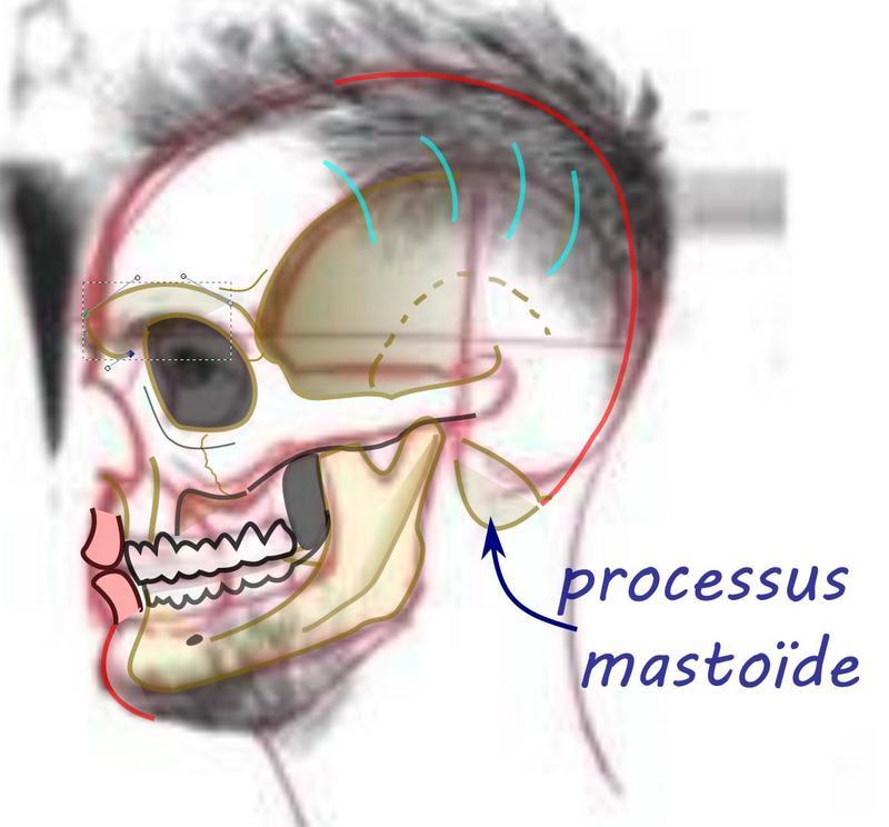 processus-mastoïde