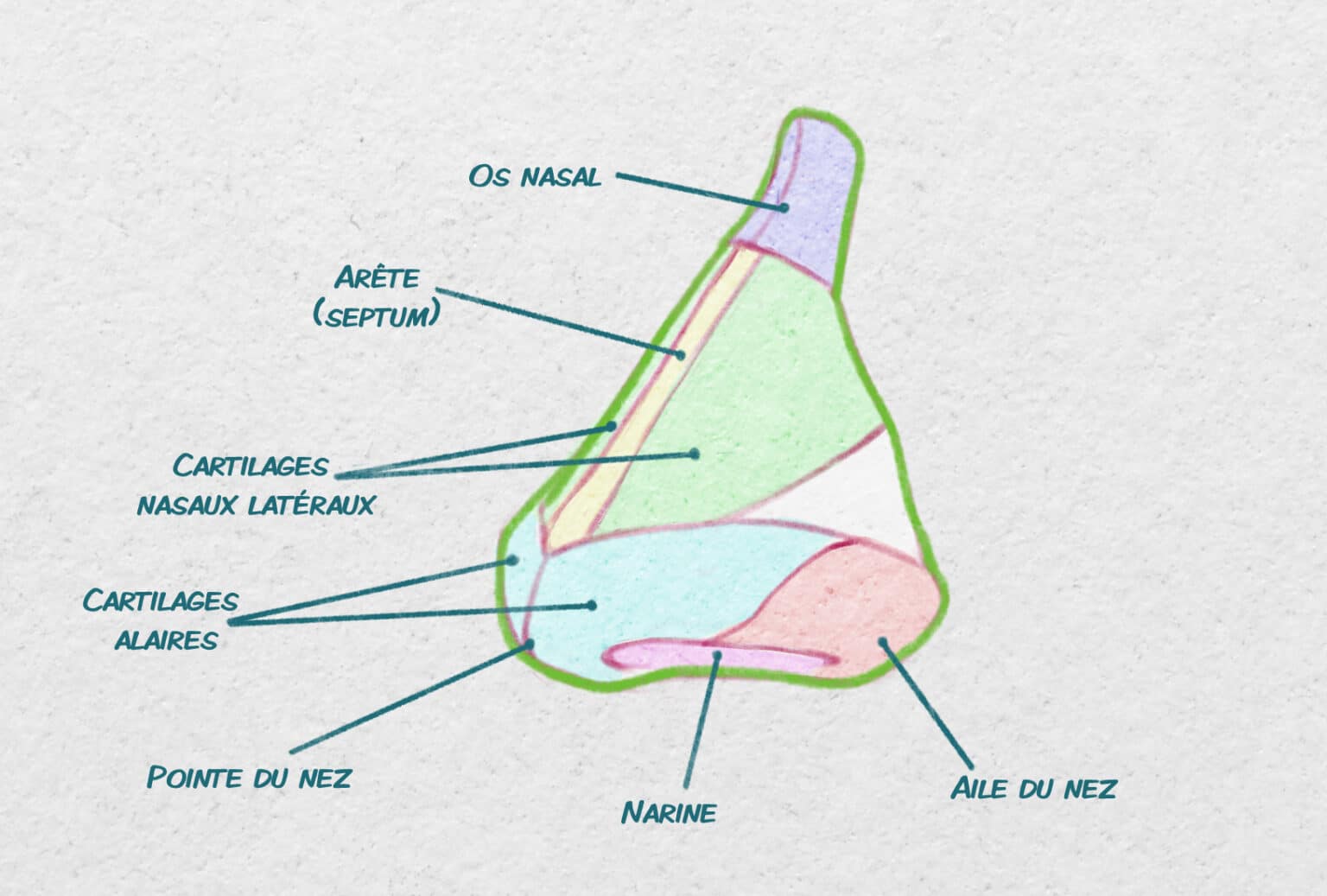 Comment dessiner un nez : Techniques faciles pour un dessin réaliste ...